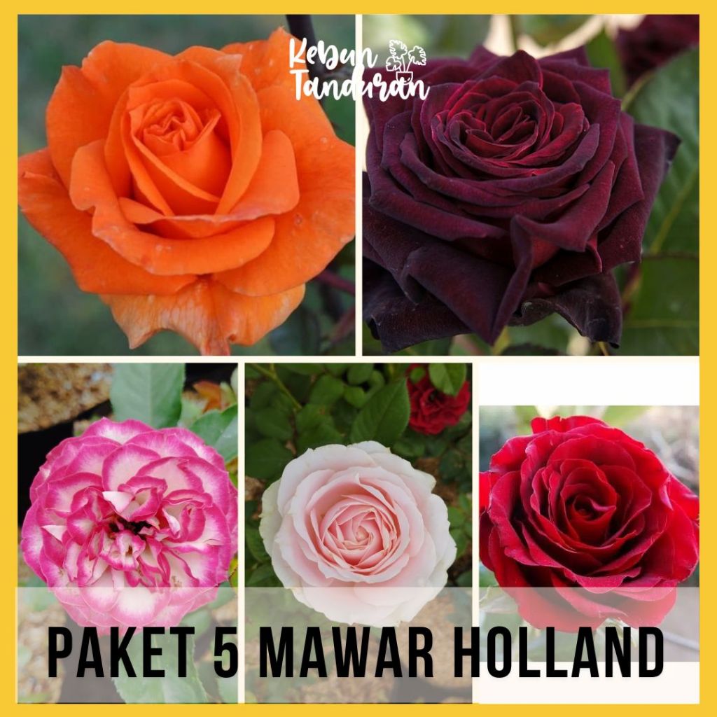 Jual Paket 5 Tanaman Bunga Mawar Holland Hidup Berbunga Aneka Warna ...