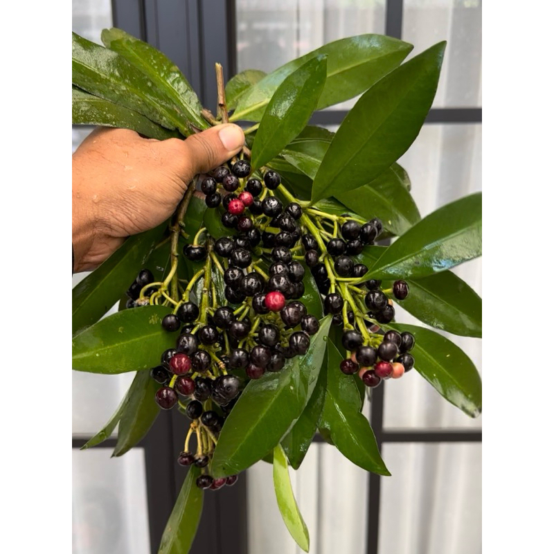 Jual Buah unik, Lempeni /Rempeni Ardisia eliptica (biji) | Shopee Indonesia
