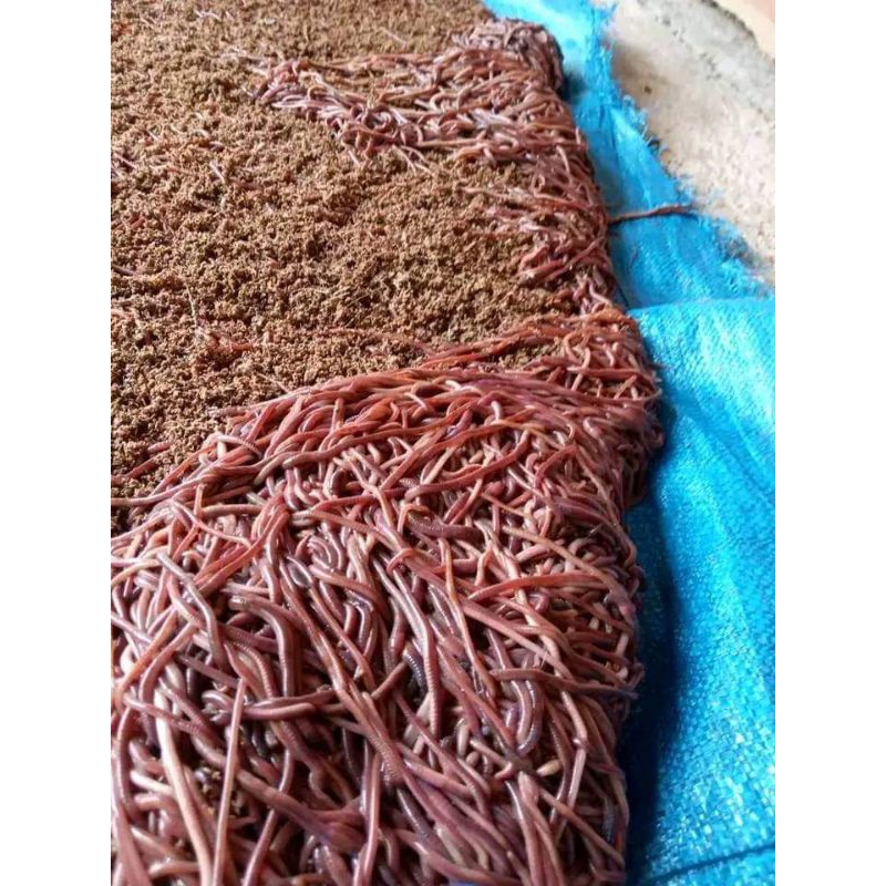 Jual Cacing Tanah Anc murni 1000 gram/umpan mancing&pakan burung ...