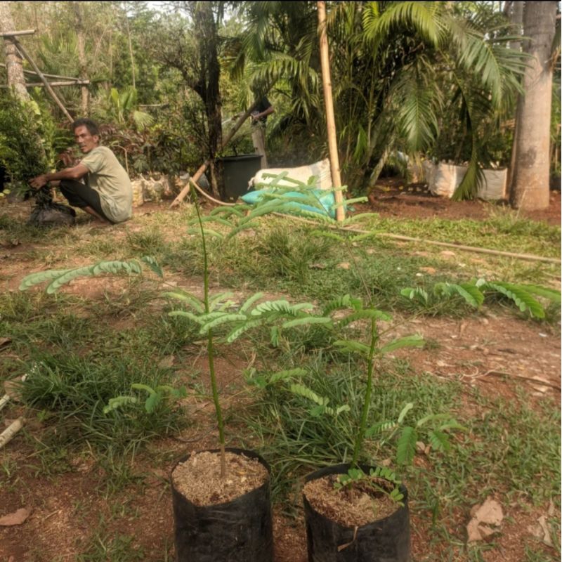 Jual Tanaman Hias Solobium Pakis Brazil - Solobium Pakis Brazil Tinggi ...