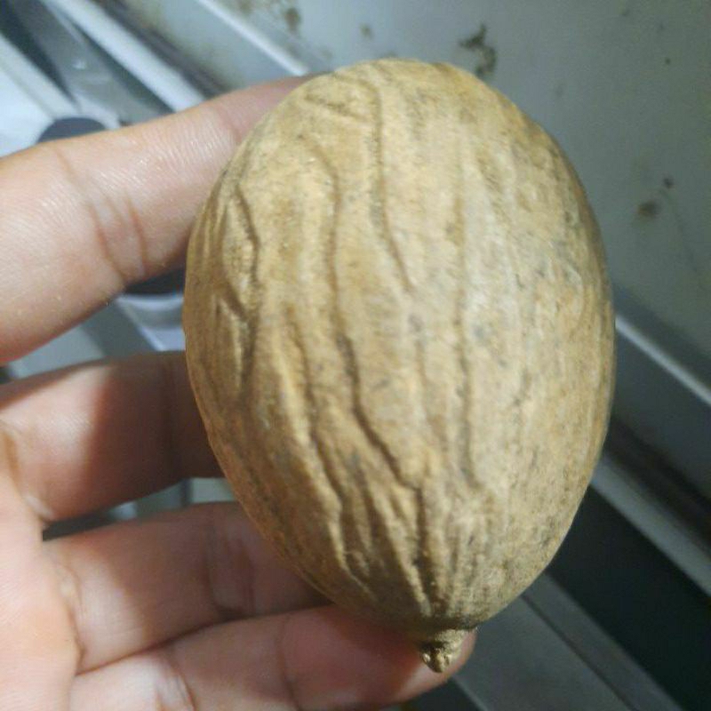 Jual BUAH ULIN /BIJI BESI ASLI KALIMANTAN | Shopee Indonesia
