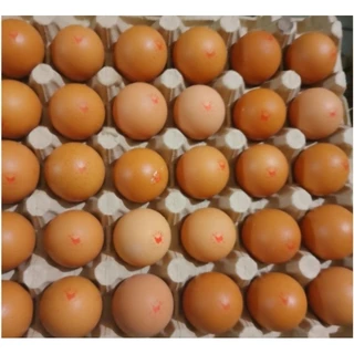 Jual Telur Omega Terlengkap & Harga Terbaru Januari 2026 | Shopee Indonesia