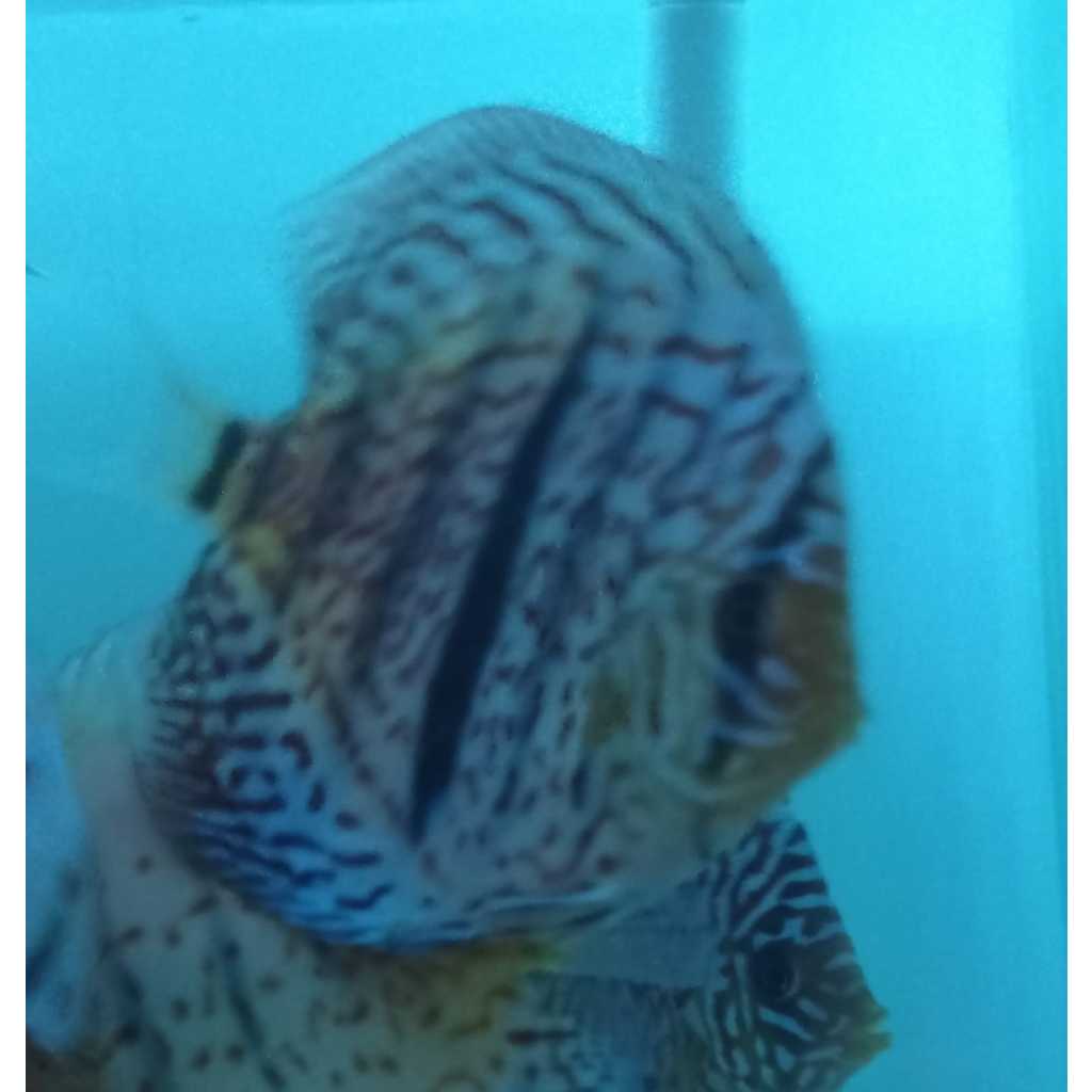 Jual Ikan Discus Heckel Cross 2,5" inch s/d 5" inch | Shopee Indonesia