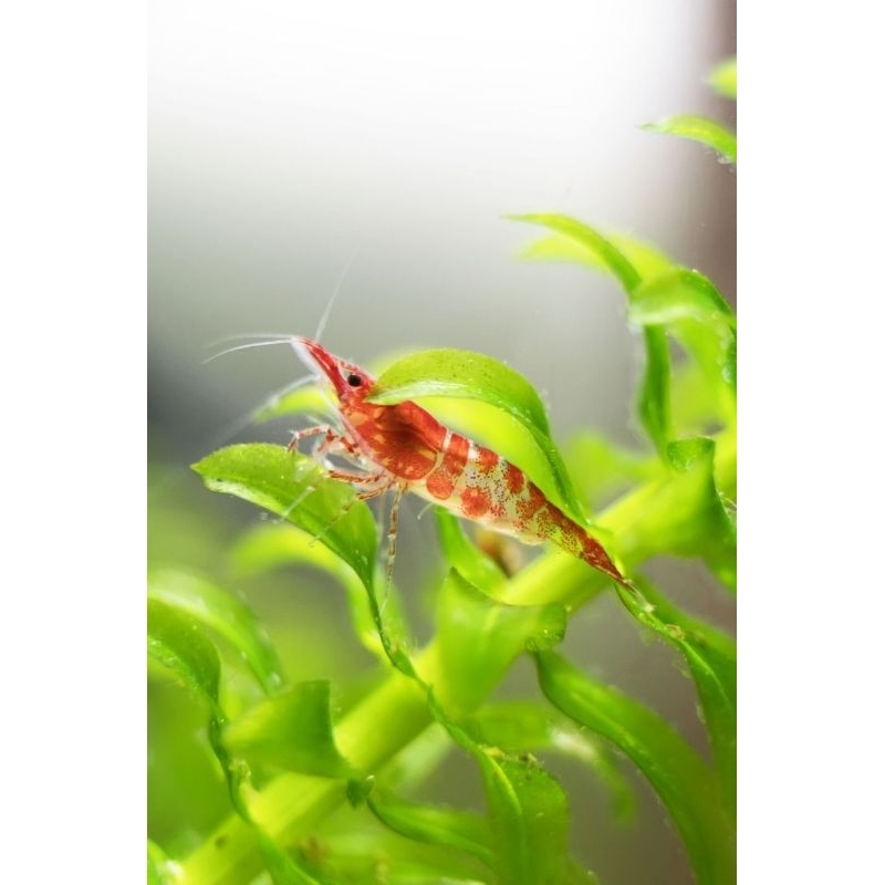 Jual Udang Hias Red Cherry Udang Hias Air Tawar Aquarium Aquascape ...