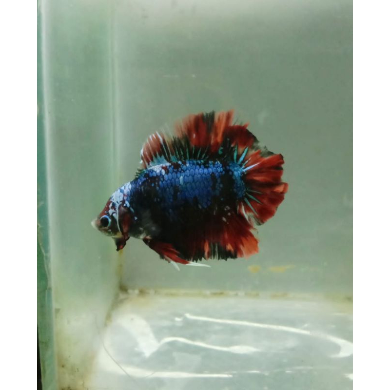 Jual Cupang Avatar Line Nemo Doubletail / Cupang Murah | Shopee Indonesia