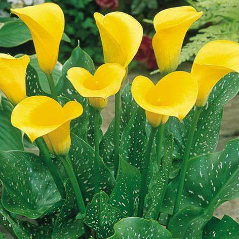 Jual Biji Bunga Calla Lili Kuning Yellow Calla Lily Seeds (Isi 4 biji ...