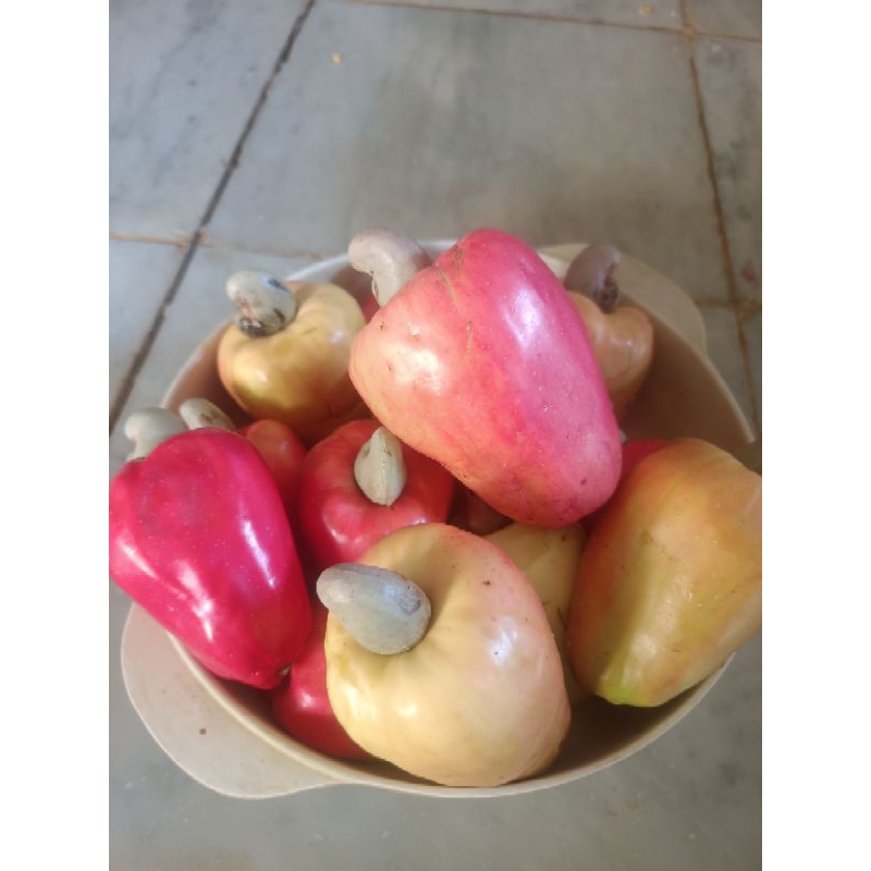 Jual buah jambu mente segar Rp. 35.000 1 kilo / jambu monyet/ jambu ...