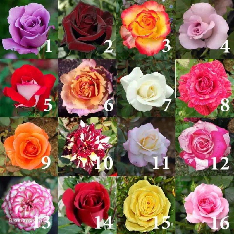 Jual Bibit Laperan Tanaman Hias Bunga Mawar Kampung Super Wangi ... Jual Bibit Laperan Tanaman Hias Bunga Mawar Kampung Super Wangi ...