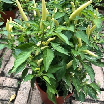 Jual Tanaman Cabe Rawit Besar Super Pedas Pohon Cabe Putih Domba Cod ...