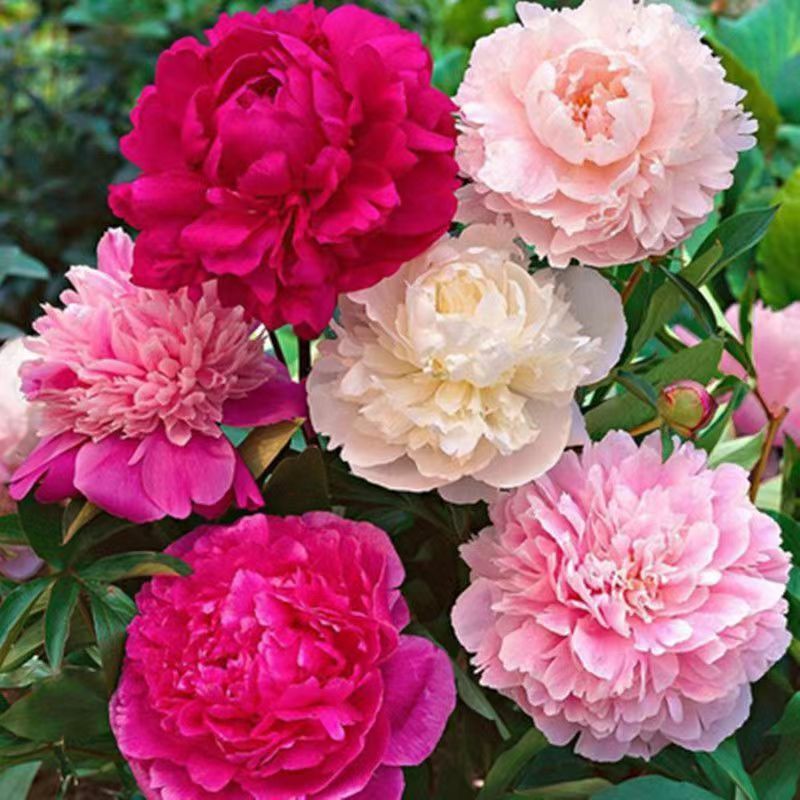 Jual Benih Bunga Peony Berbunga Besar Warna Campur Import F1 isi 20 ...