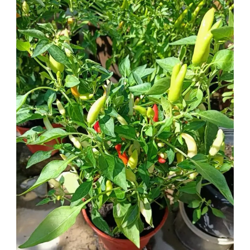 Jual Tanaman Hidup Cabe Rawit Domba Buah Besar Cod Bibit Benih Buah ...
