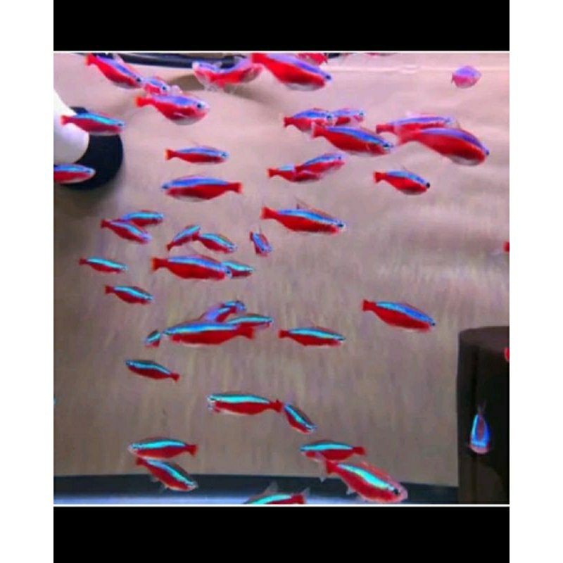 Jual cardinal m tetra | Shopee Indonesia