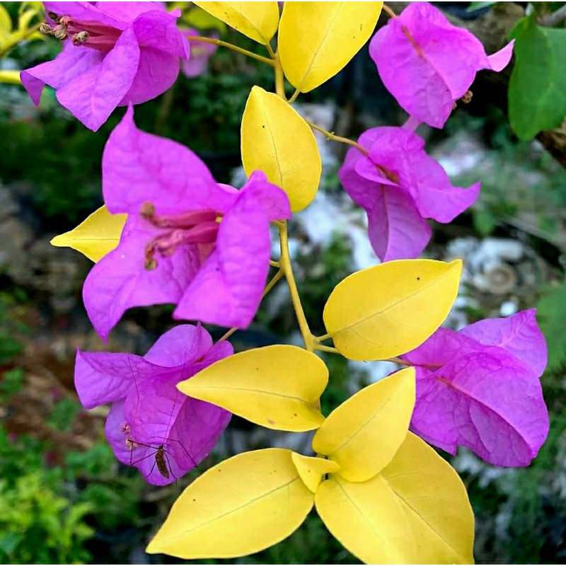 Jual Bunga Bougenville Golden Purple Ori Jenis Koleksi Shopee Indonesia