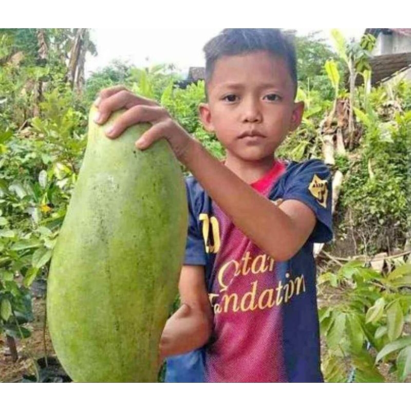 Jual (COD) Bibit mangga mahatir Super Jumbo Cepat BERBUAH | Shopee Indonesia