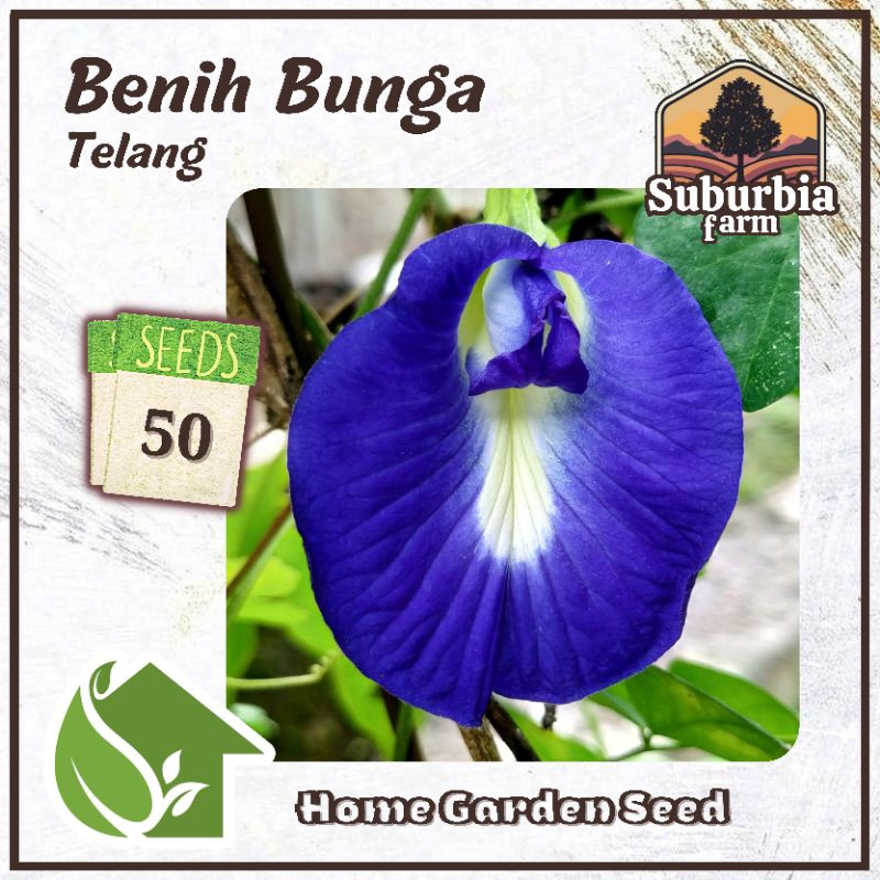Jual 50 Biji Benih Bunga Telang | Shopee Indonesia