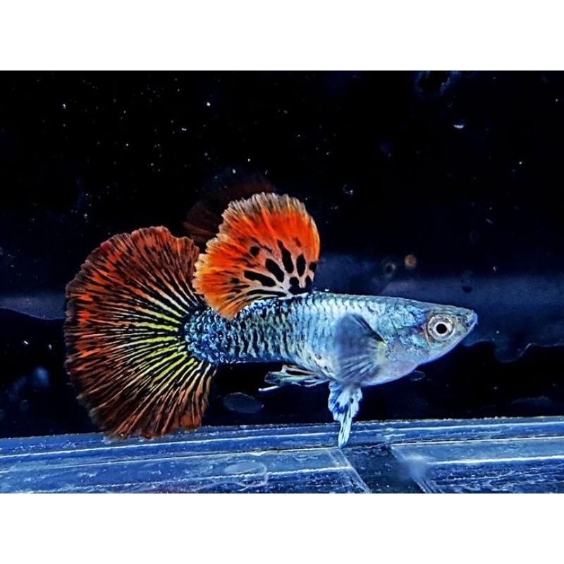 Jual Sepasang Guppy Red Dragon Jantan & Betina | Shopee Indonesia