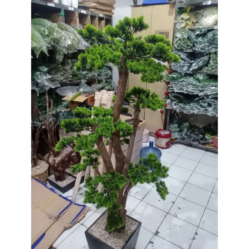 Jual pohon bonsai Cemara mini/Cemara udang | Shopee Indonesia