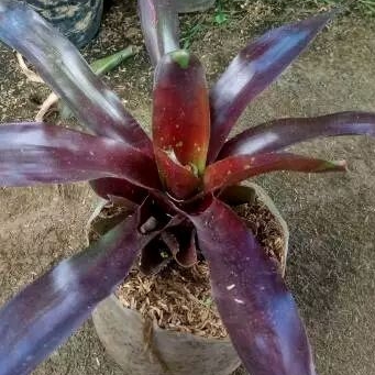 Jual Bromelia merah besar/merah burgundi( bromelia neoregelia royal ...