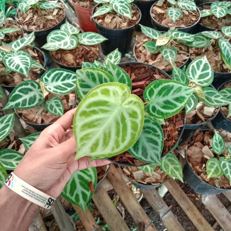 Jual tanaman hias anthurium dorayaki silver 100rb 3pot ( Random ...