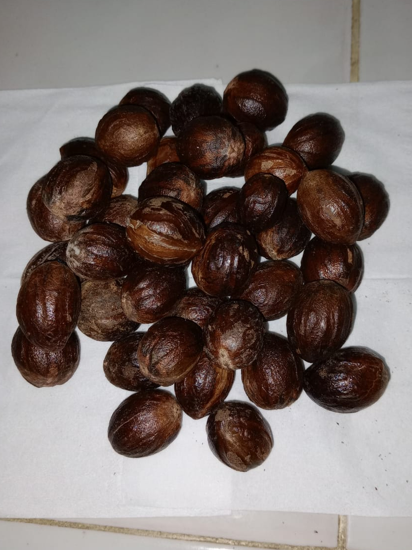 Jual BIJI PALA KERING/REMPAH-REMPAH/biji pala | Shopee Indonesia