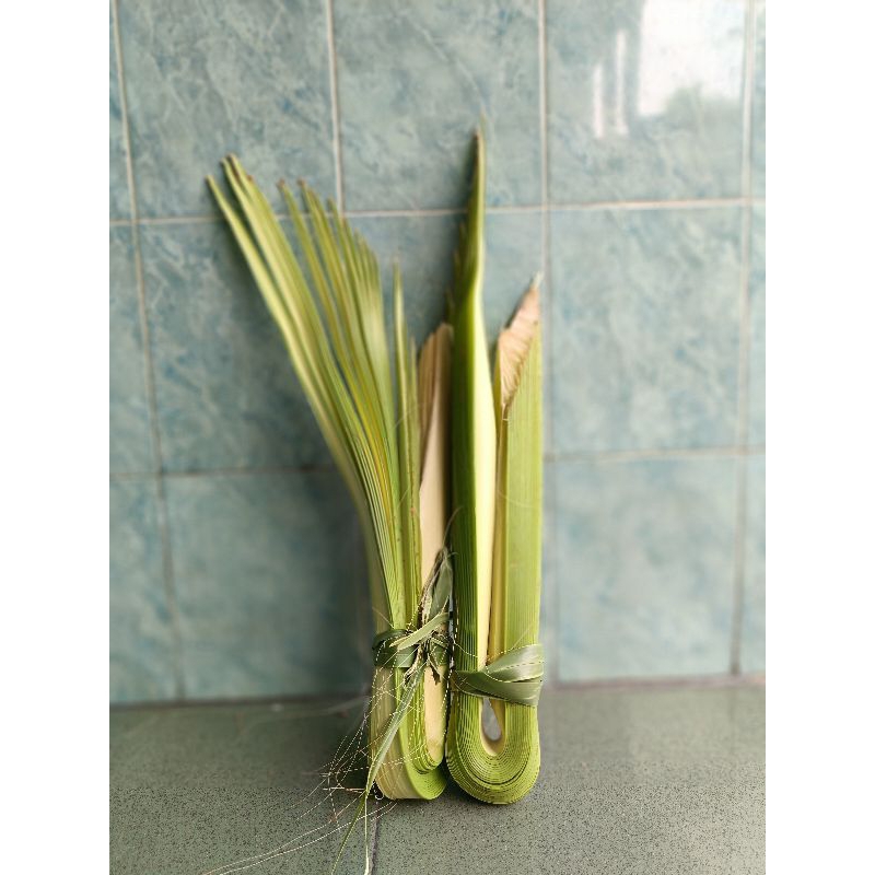 Jual Daun Siwalan Muda Per ikat fresh dipetik ketika pesanan masuk ...