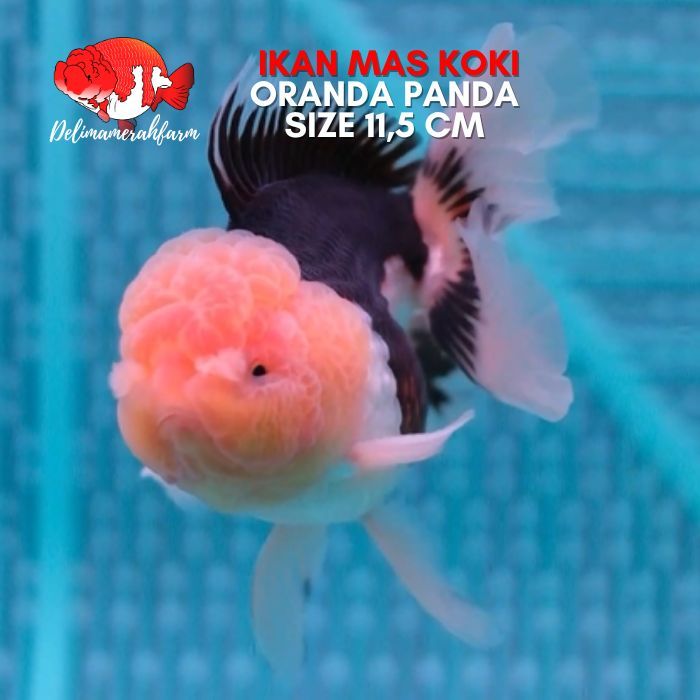 Jual IKAN MAS KOKI ORANDA PANDA SHORT BODY SIZE 8-9 CM | Shopee Indonesia