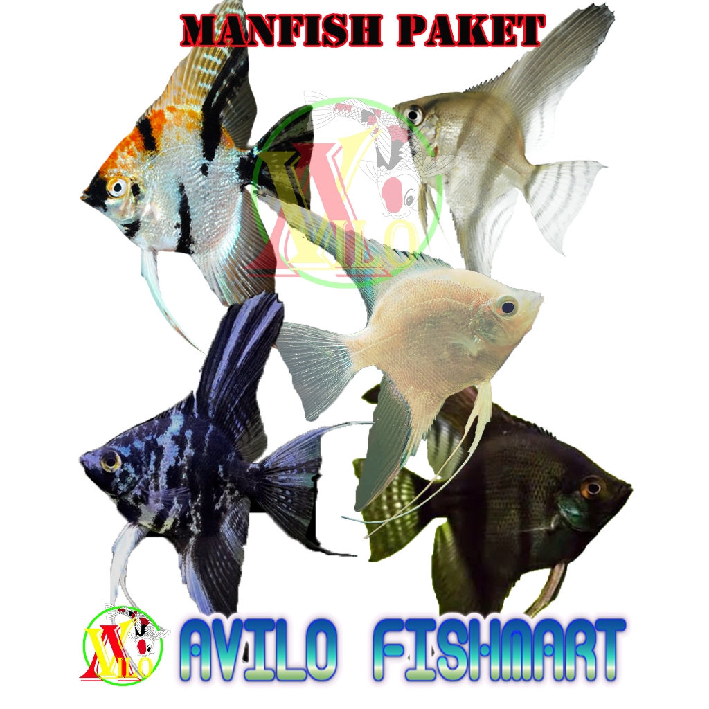 Jual paket 10 ekor manfish angel fish aneka jenis layang aquascape ...