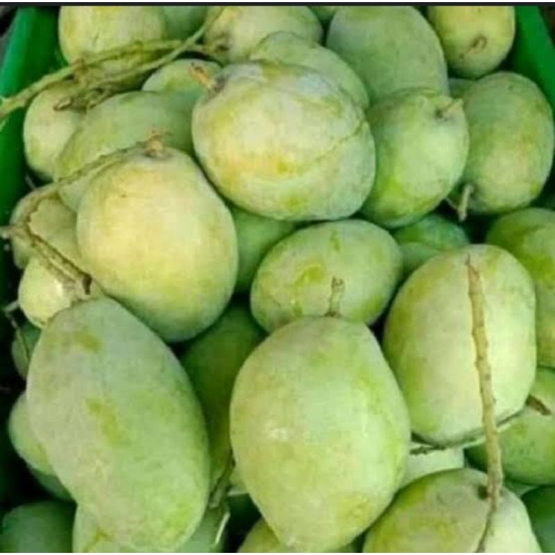 Jual MANGGA INDRAMAYU MUDA/MENGKEL ISI 1KG | Shopee Indonesia