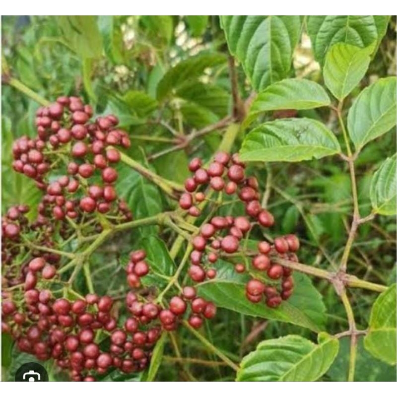Jual Daun Girang Girang 250 Gram Segar Jimat Mancing Girangan Obat ...