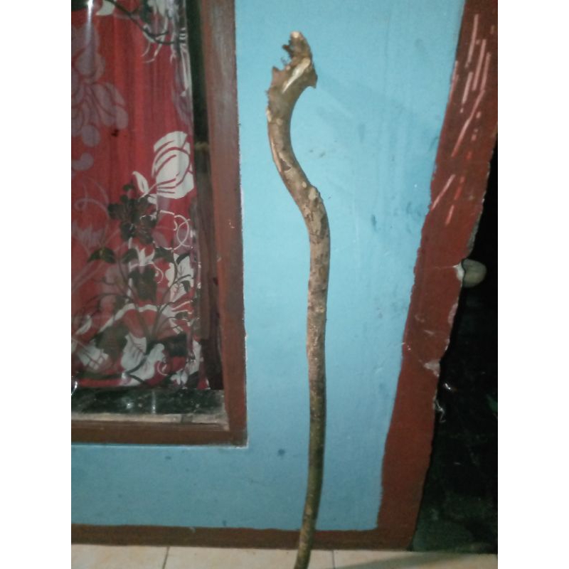 Jual tongkat herbal kayu lemo anti ular | Shopee Indonesia