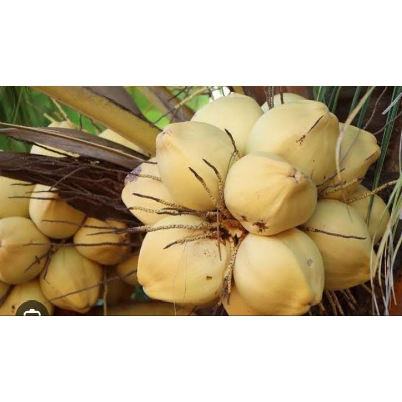 Jual Buah Kelapa Kuning Gading 1 Buah Obat Herbal Tradisional Murah Segar | Shopee Indonesia