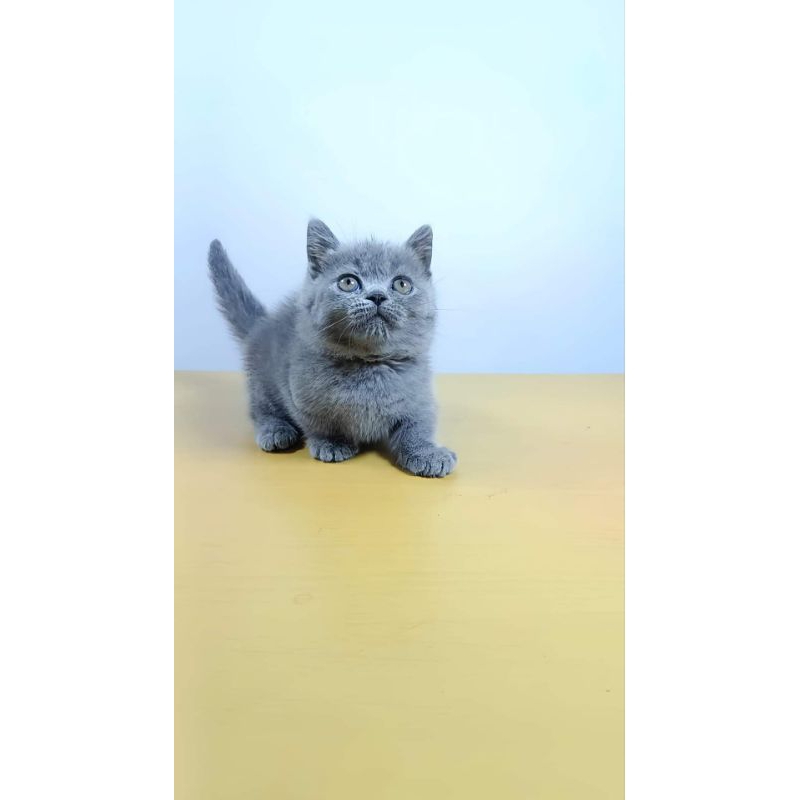 Jual KUCING Bsh munchkin betina blue solid kitten | Shopee Indonesia