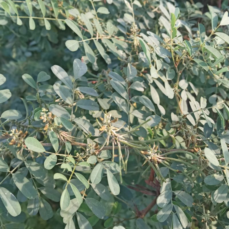 Jual Bibit (biji) Indigofera/tarum/tom pewarna alam (bukan pakan ternak ...