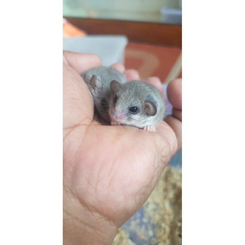 Jual AFRICAN PYGMY DORMICE GREY/WHITE TIP/WHITETAIL/LOW MOZA/ MOZA ...