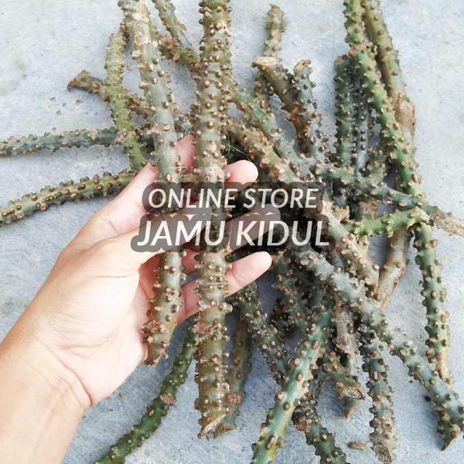 Jual Batang Brotowali Segar Bratawali ASLI Gunung Kidul | Shopee Indonesia