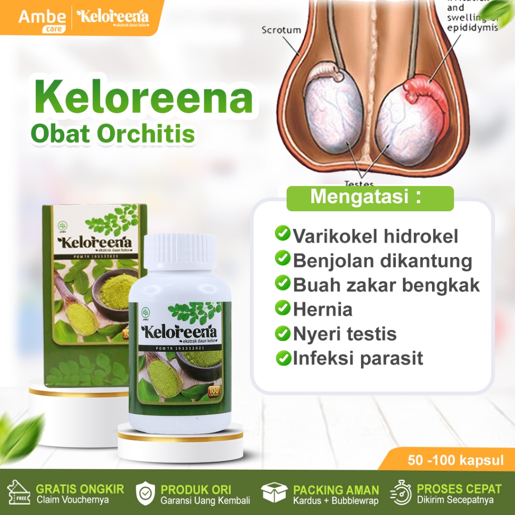 Jual Obat Orchitis Verikokel Hidrokel Benjolan Di Kantong Buah Zakar ...