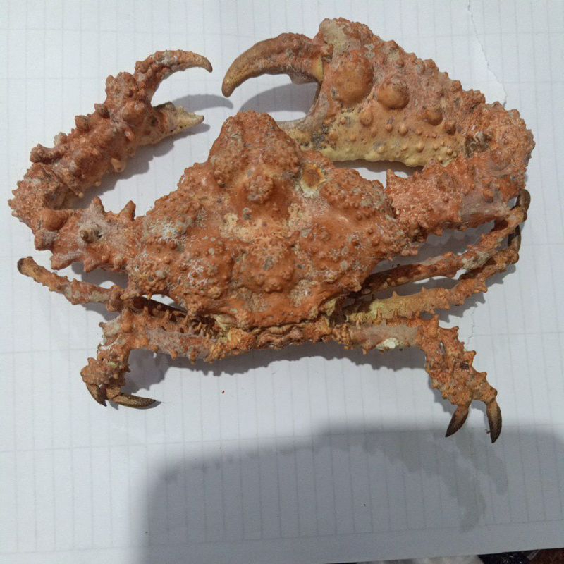 Jual KEPITING BATU.(capit lepas satu) | Shopee Indonesia