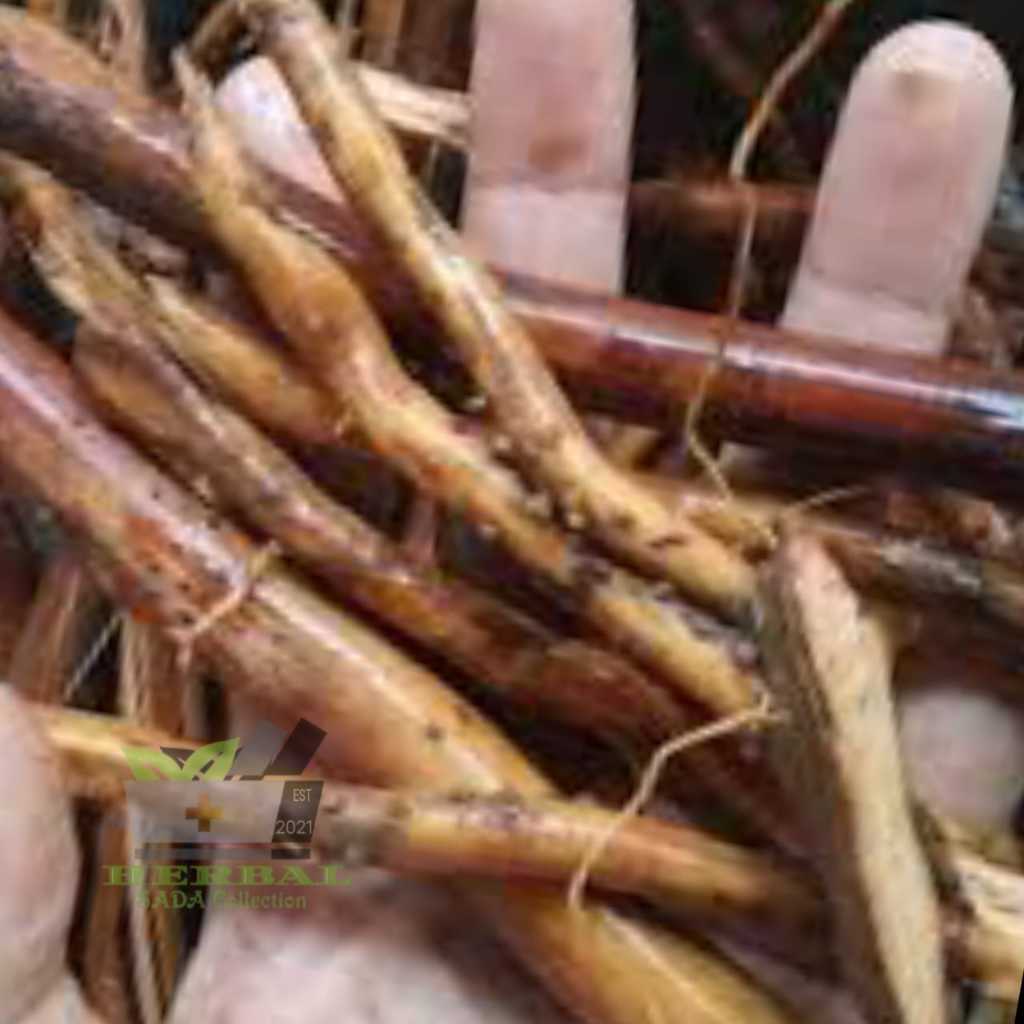 Jual Akar Pohon Pinang Segar 1 kg Areca catechu | Shopee Indonesia