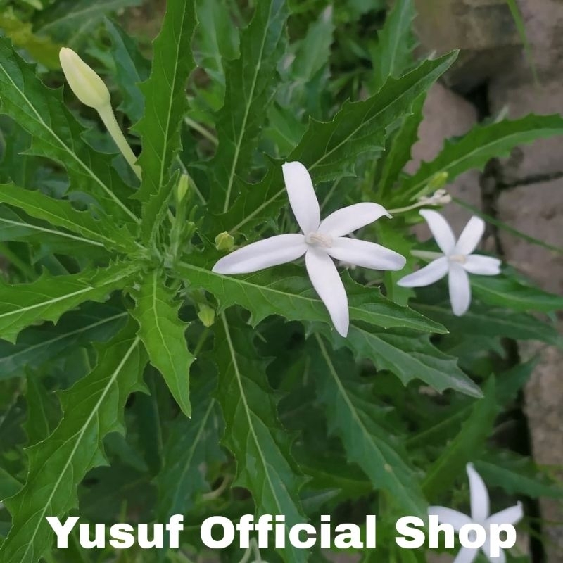 Jual BIBIT TANAMAN BUNGA KITOLOD | KOREJAT | OBAT MATA KATARAK | RABUN ...