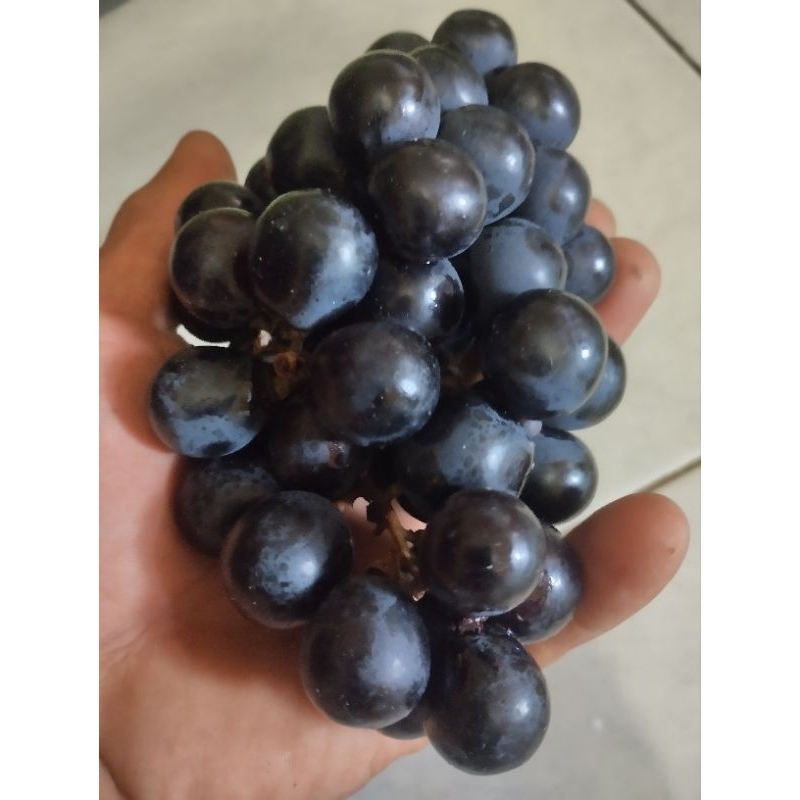 Jual buah anggur bali 1 kg segar | Shopee Indonesia