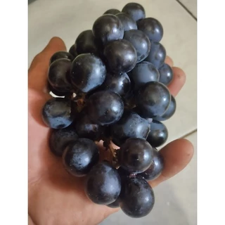 Jual Anggur 1 Kg Terlengkap & Harga Terbaru Januari 2025 | Shopee Indonesia
