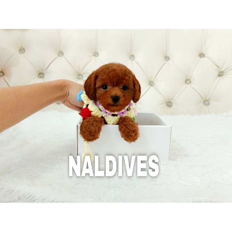 Jual RED TOY POODLE ANJING ASLI SEMARANG RED POODLE | Shopee Indonesia