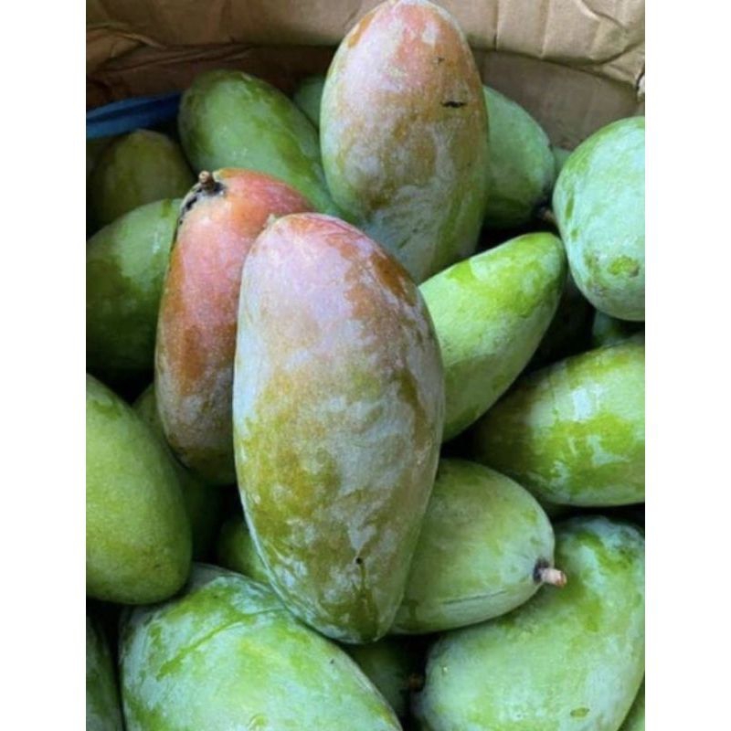 Jual 1 kg Mangga Kiojay / Mangga Thailand / Buah Segar Fresh Manis ...