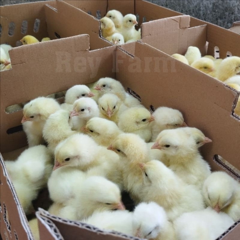 Jual DOC BROILER 1 BOK ISI 100 EKOR / BIBIT AYAM POTONG / DOC BOILER ...