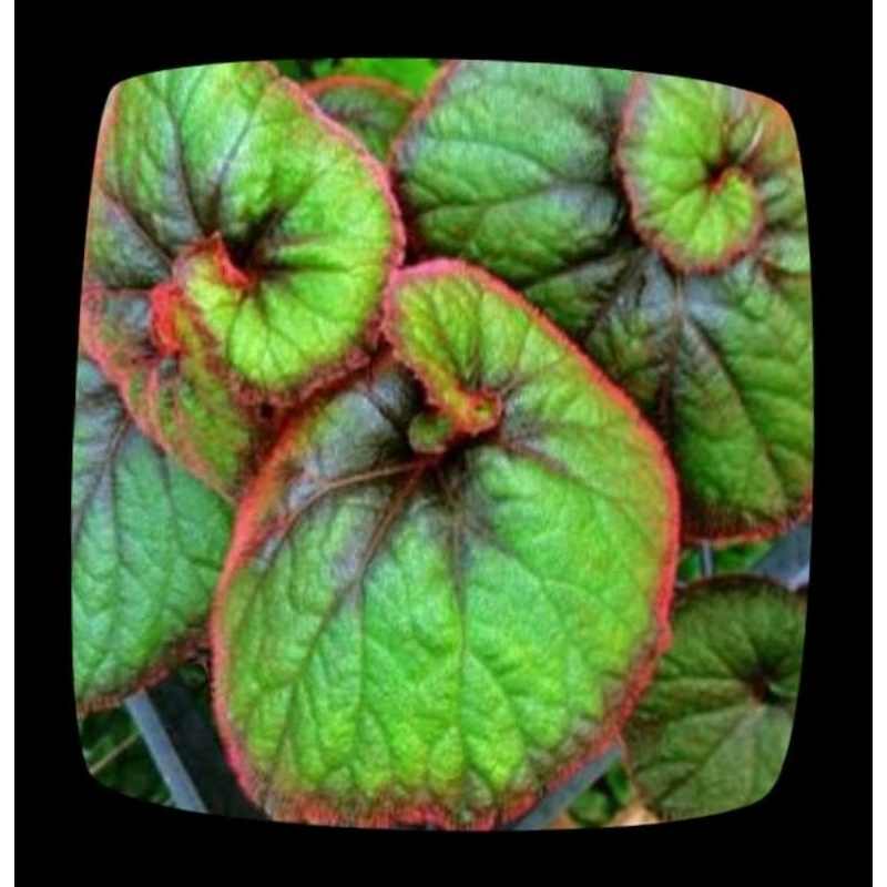 Jual Tanaman hias begonia curly fireflush/keong hijau. | Shopee Indonesia