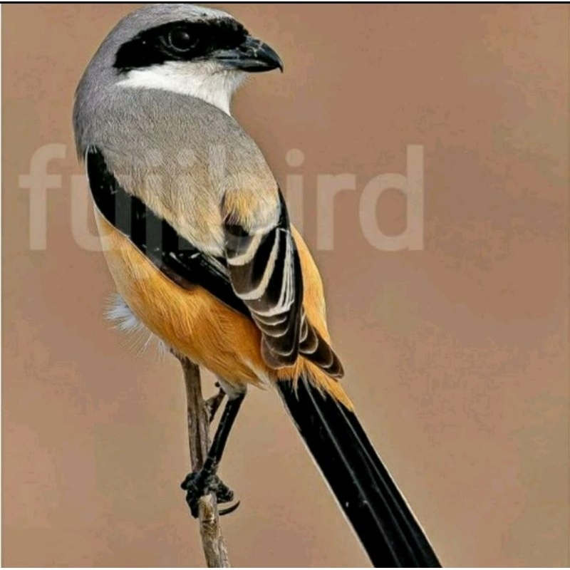 Jual BURUNG PENTET JATIM BAHAN PILIHAN | Shopee Indonesia