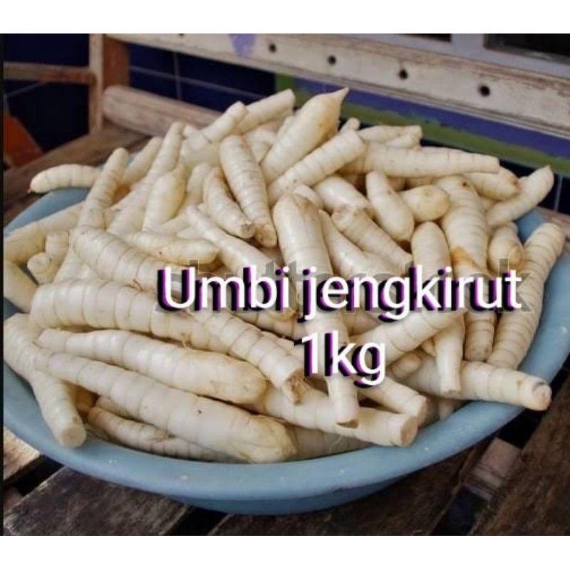 Jual umbi kirut 1kg, umbi Garut,jengkirut | Shopee Indonesia