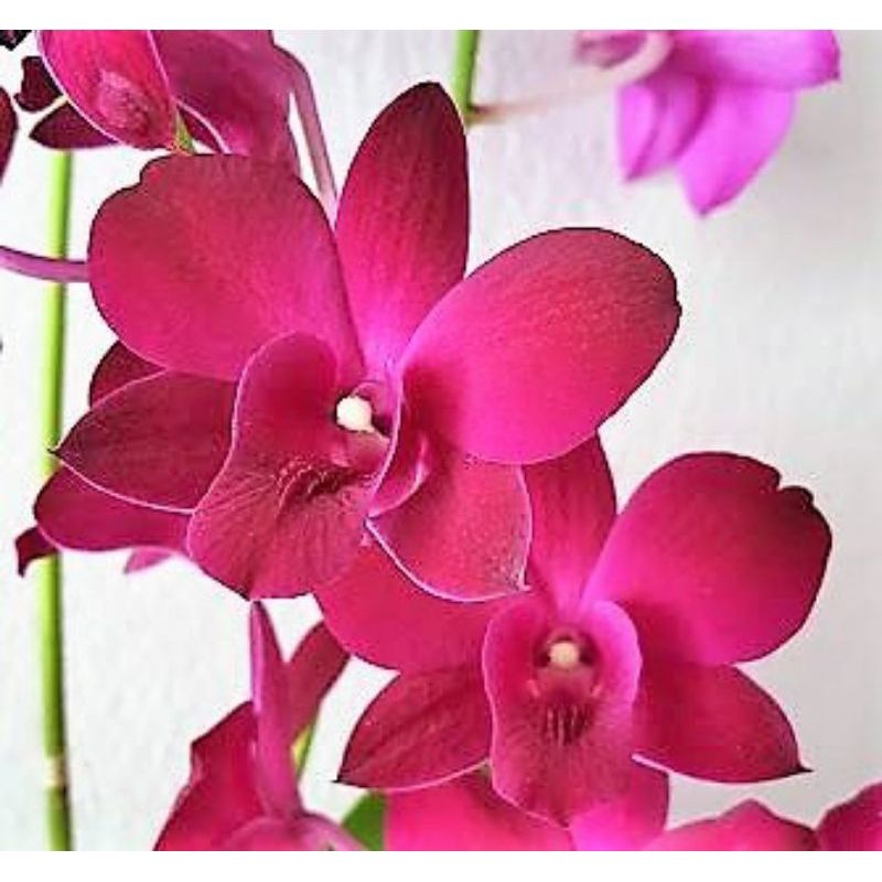Jual BUTTERFLY RED | Shopee Indonesia