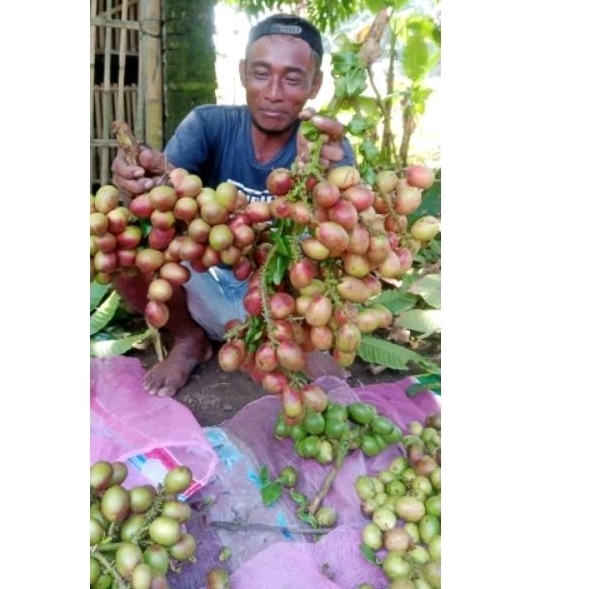 Jual Buwah Matoa Asli Pati Buah Tiga rasa | Shopee Indonesia