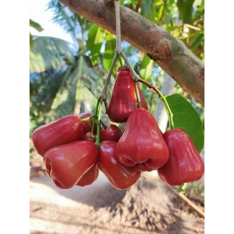 Jual BIBIT JAMBU AIR CITRA cangkok siap berbuah | Shopee Indonesia